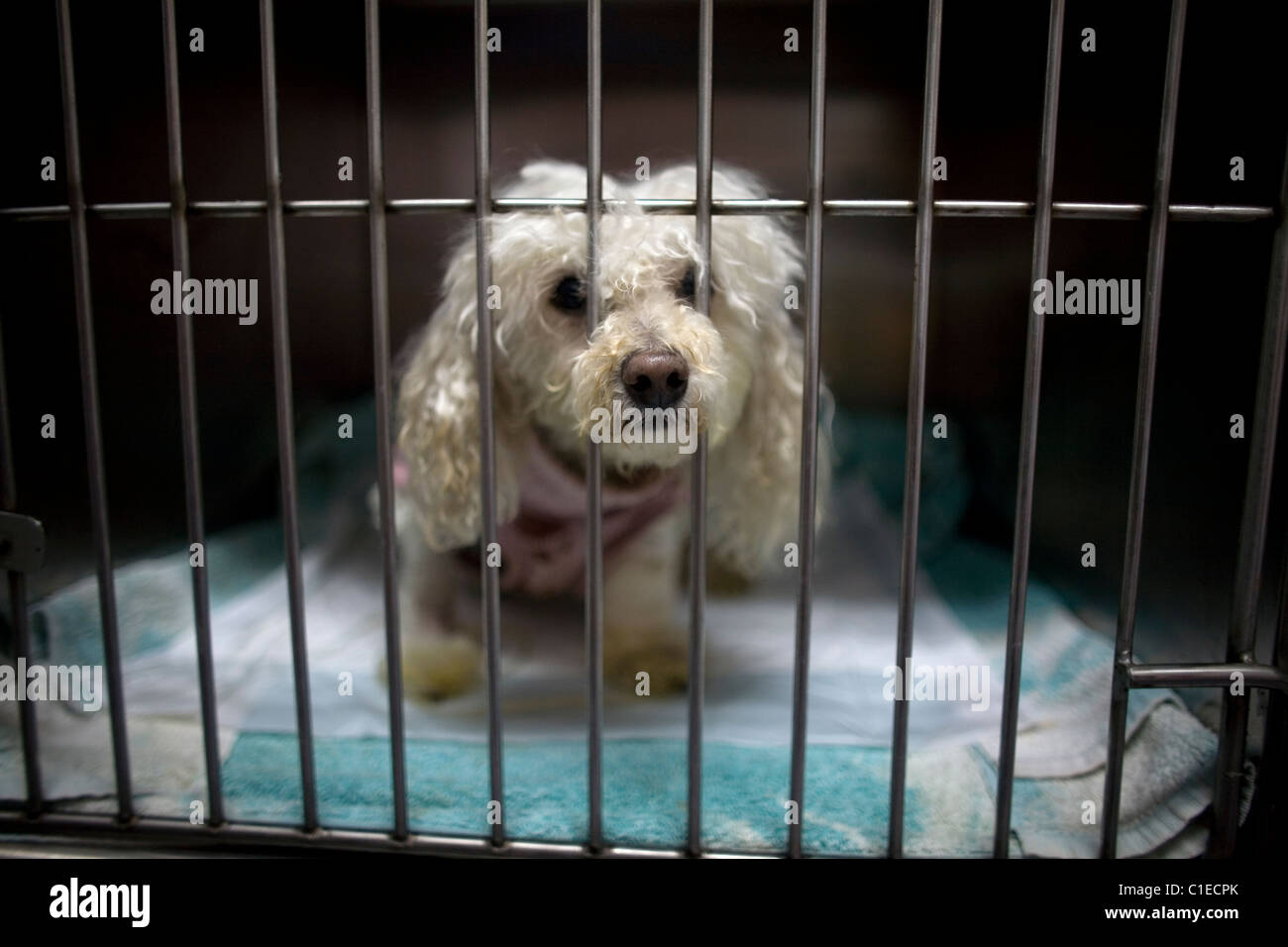 A Poodle dog recovers from an illness in a cage at a Pet Hospital in ...