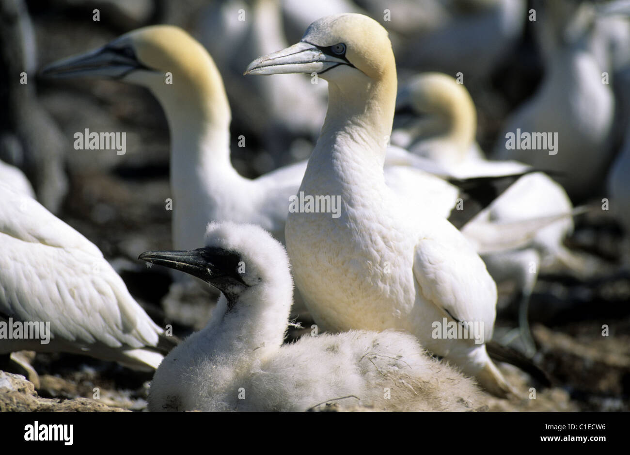 Canada, Quebec Province, Gaspesie, gannet of the Bonaventure Island ...