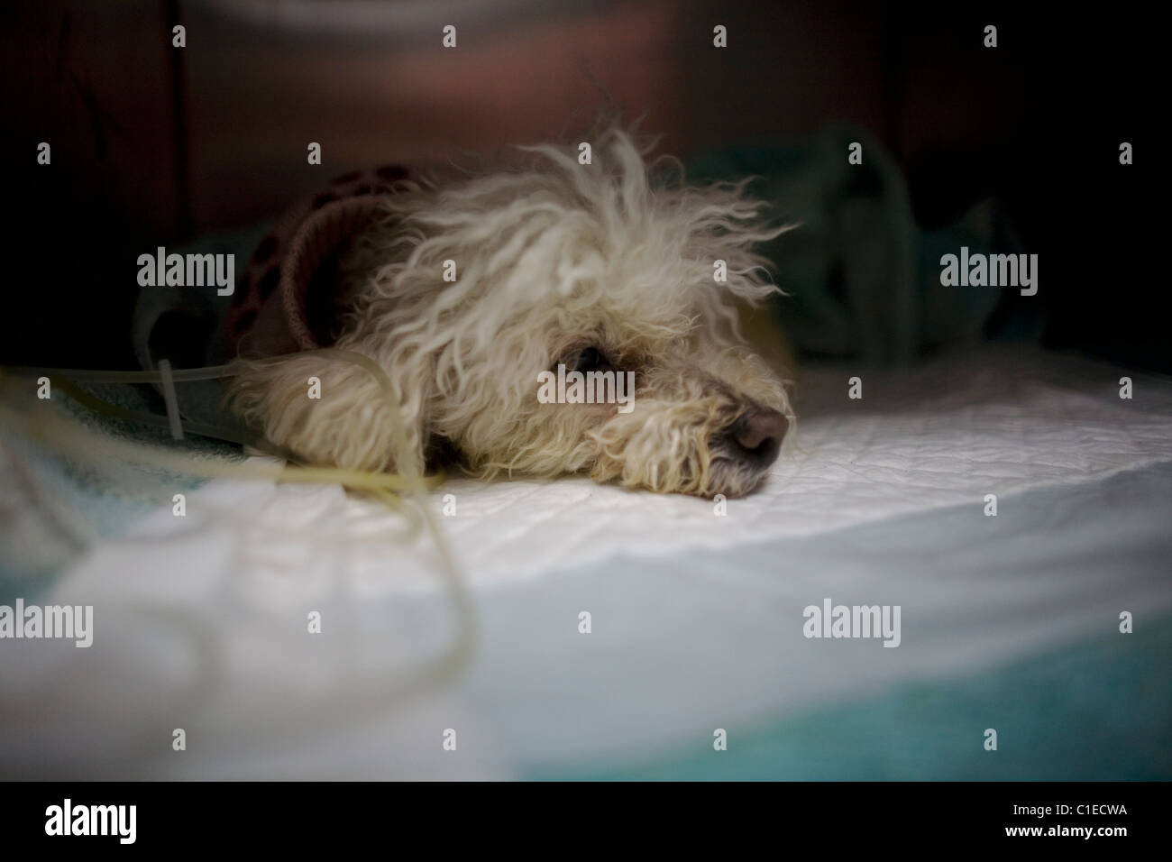 An ill Poodle dog rests at a Pet Hospital in Condesa, Mexico City ...