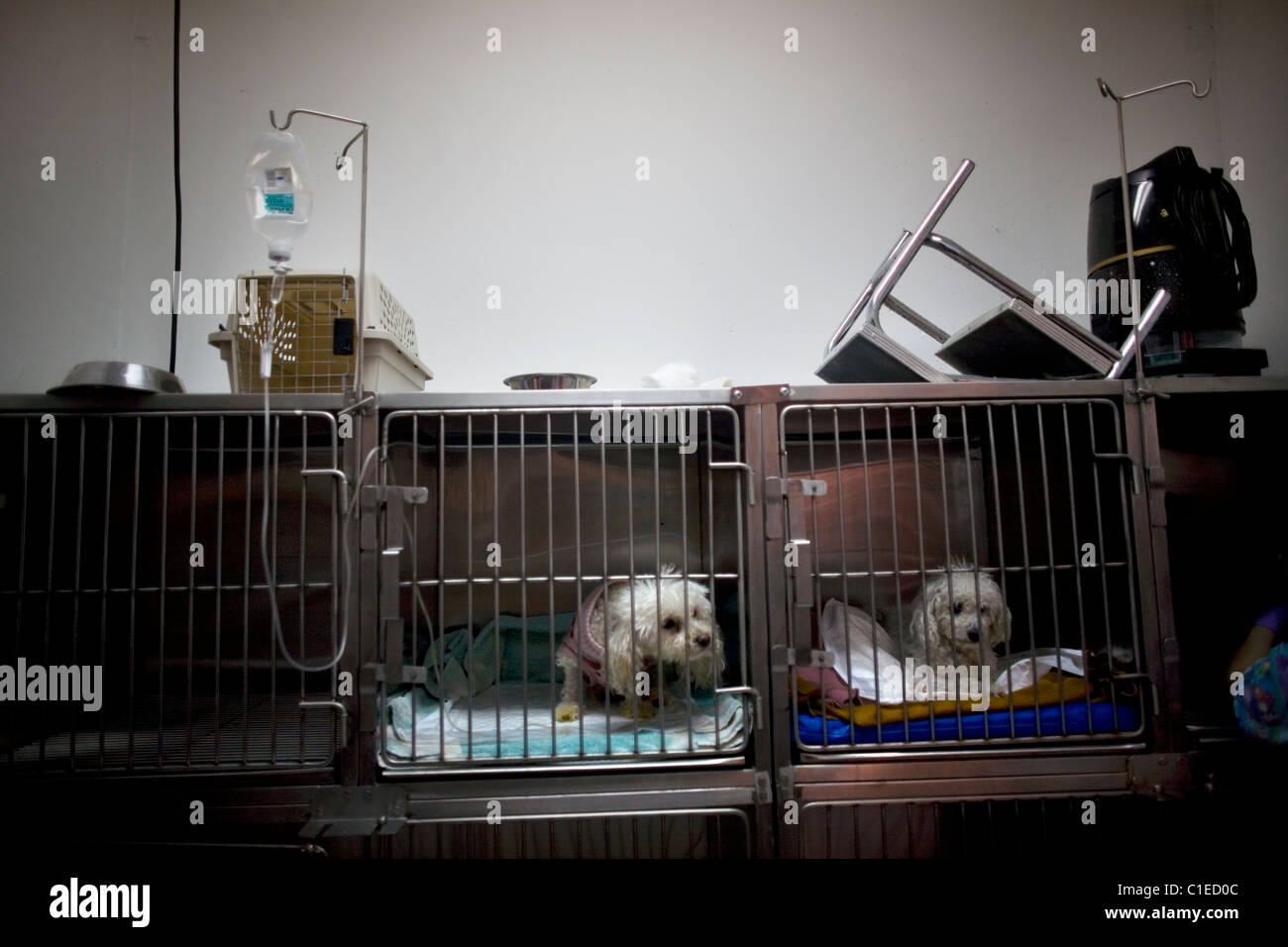 Poodle dogs rest in their cages at a Pet Hospital in Condesa, Mexico ...