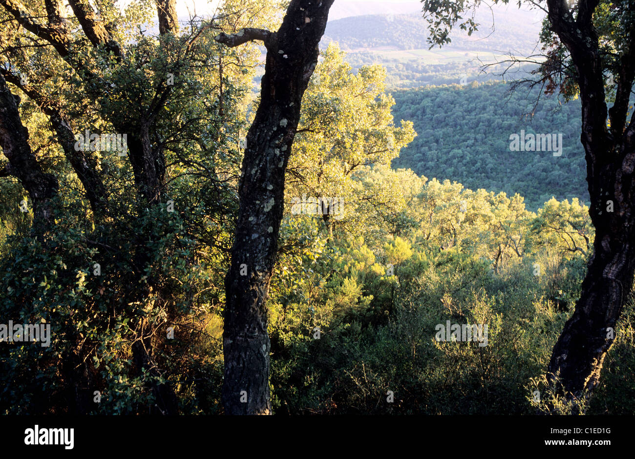 France, Var, Cote d'Azur, Grimaud area, cork oak trees plantation Stock ...