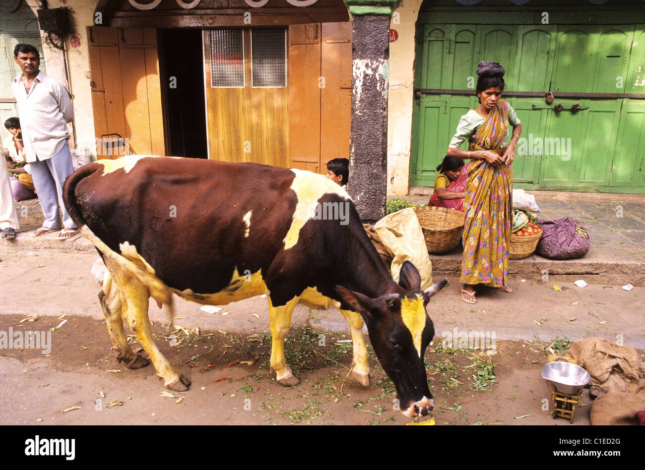 India, Karnataka state, Mysore, cow in the street Stock Photo - Alamy