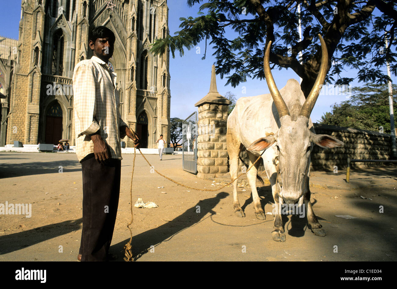 India, Karnataka state, Mysore, cow with gilded horns in front of the ...