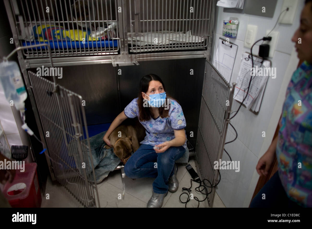 A veterinarian checks a sedated Pit Bull Terrier dog at a Pet Hospital ...