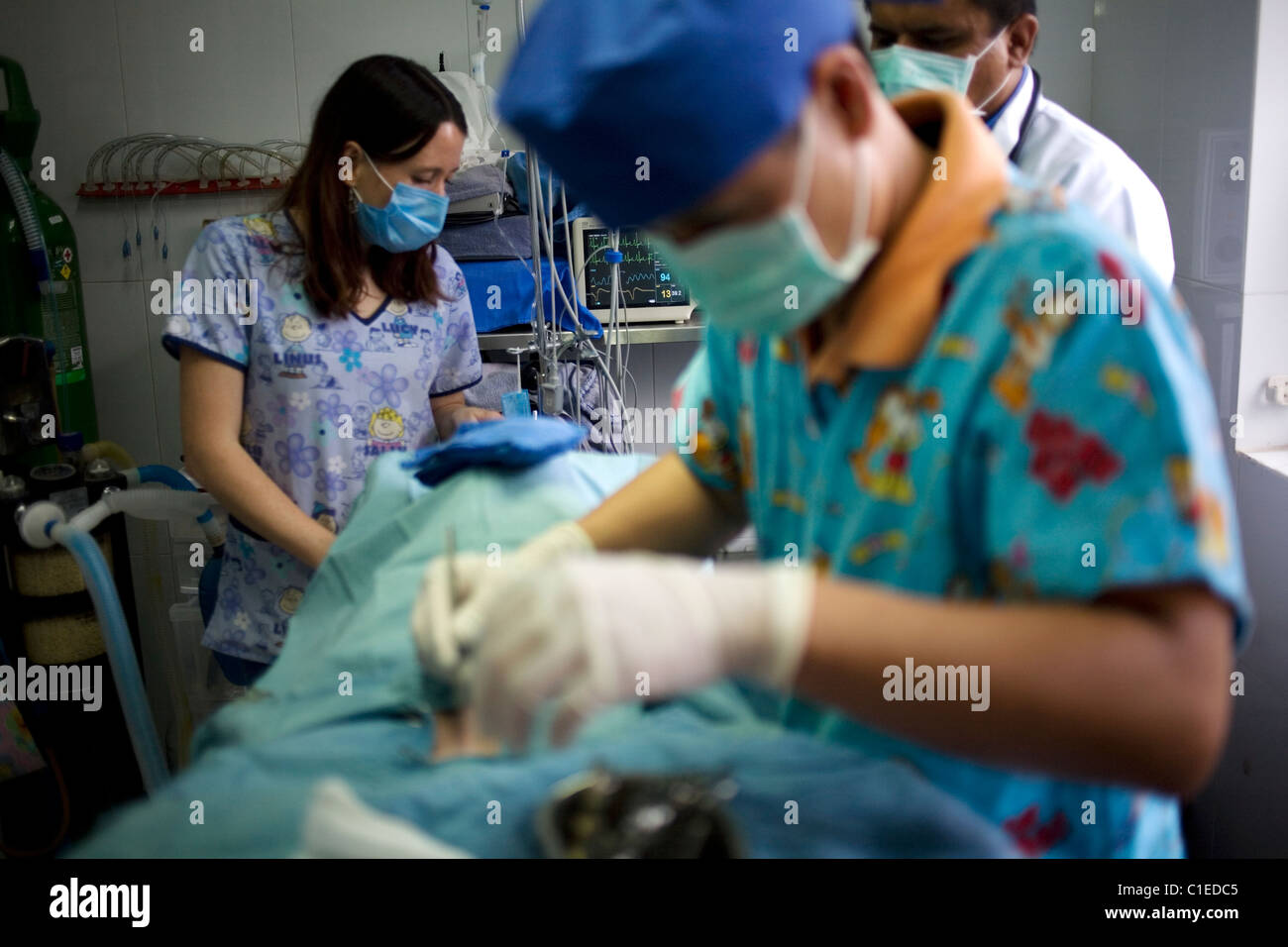 A veterinarian surgeon operates Pitbull Terrier dog before a surgery ...