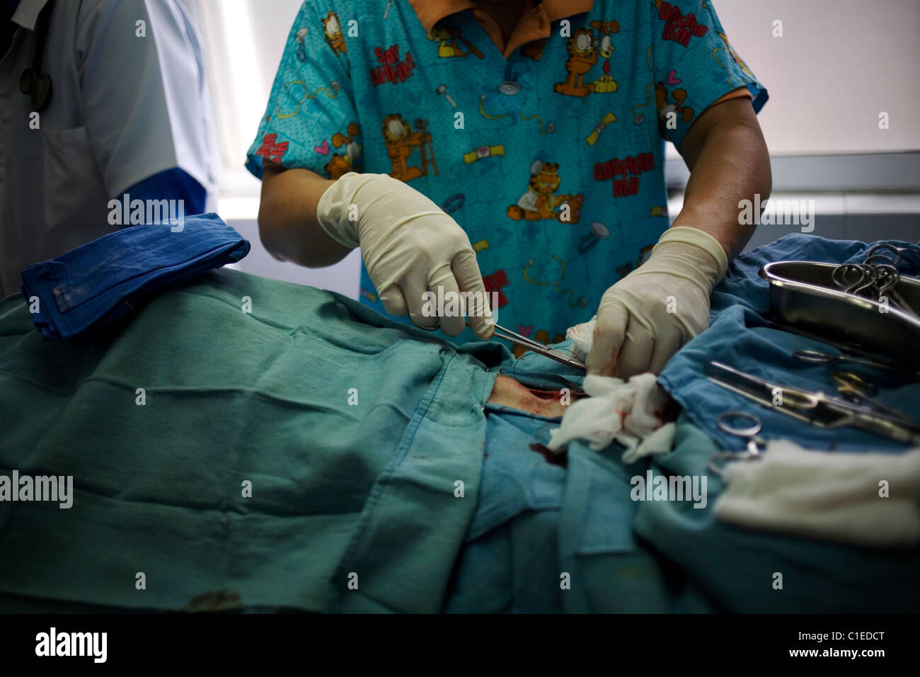 A veterinarian surgeon operates Pitbull Terrier dog before a surgery ...