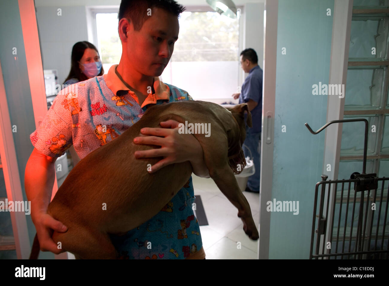 A veterinarian surgeon carries a sedated Pitbull Terrier dog after a ...