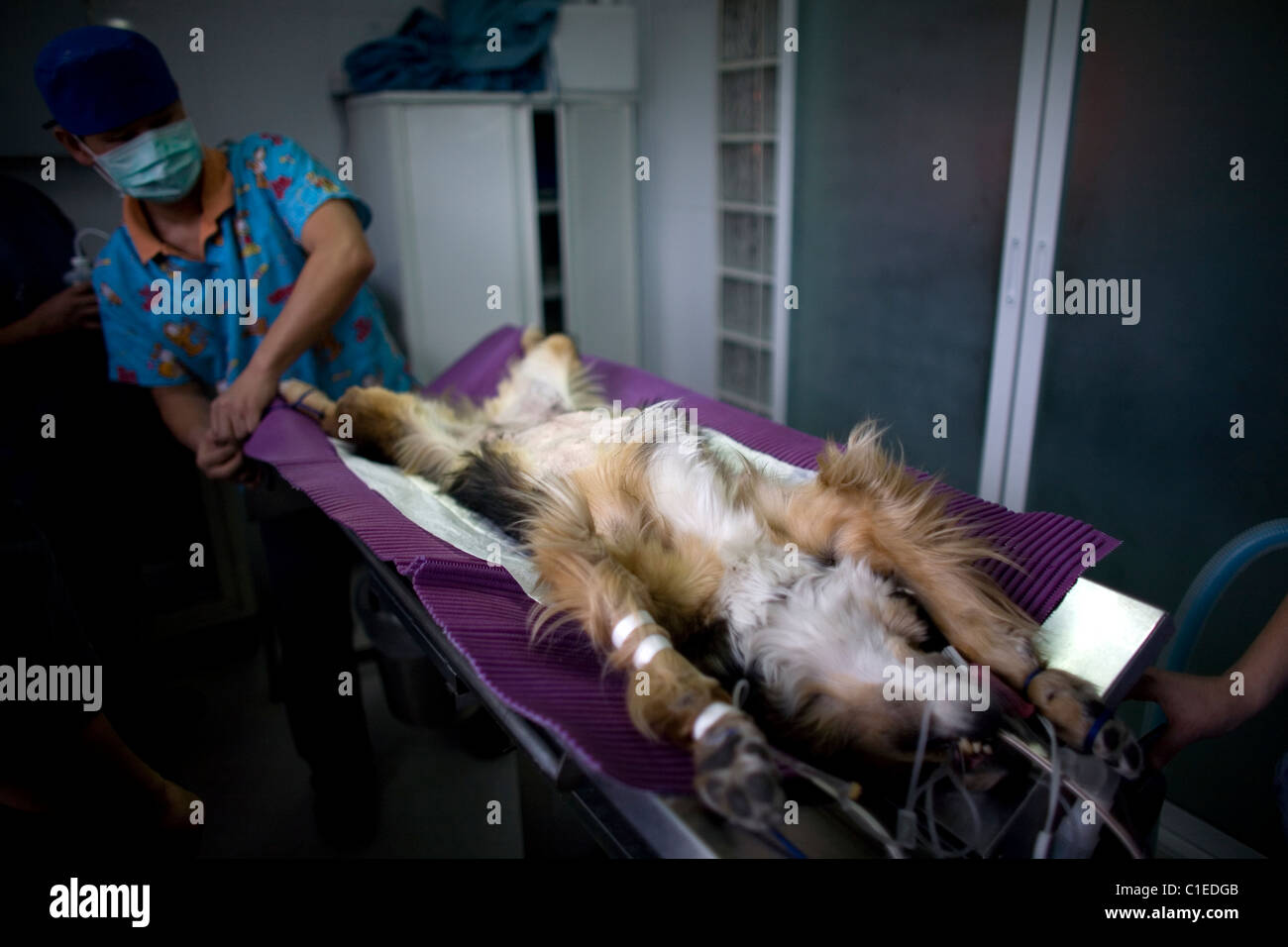 A surgeon ties a sedated dog before a surgery at a Pet Hospital in ...