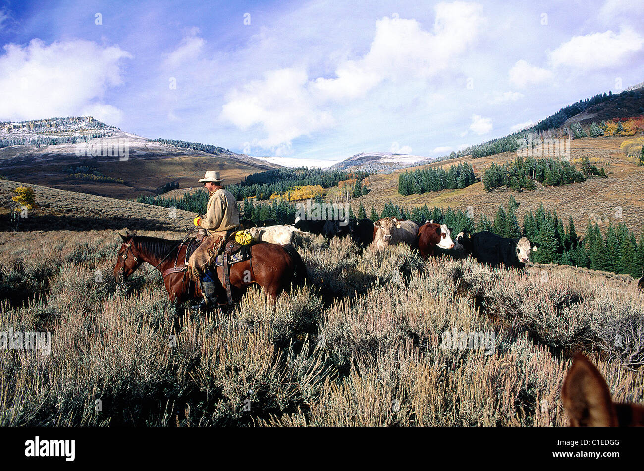 Boy herding cows hi-res stock photography and images - Alamy