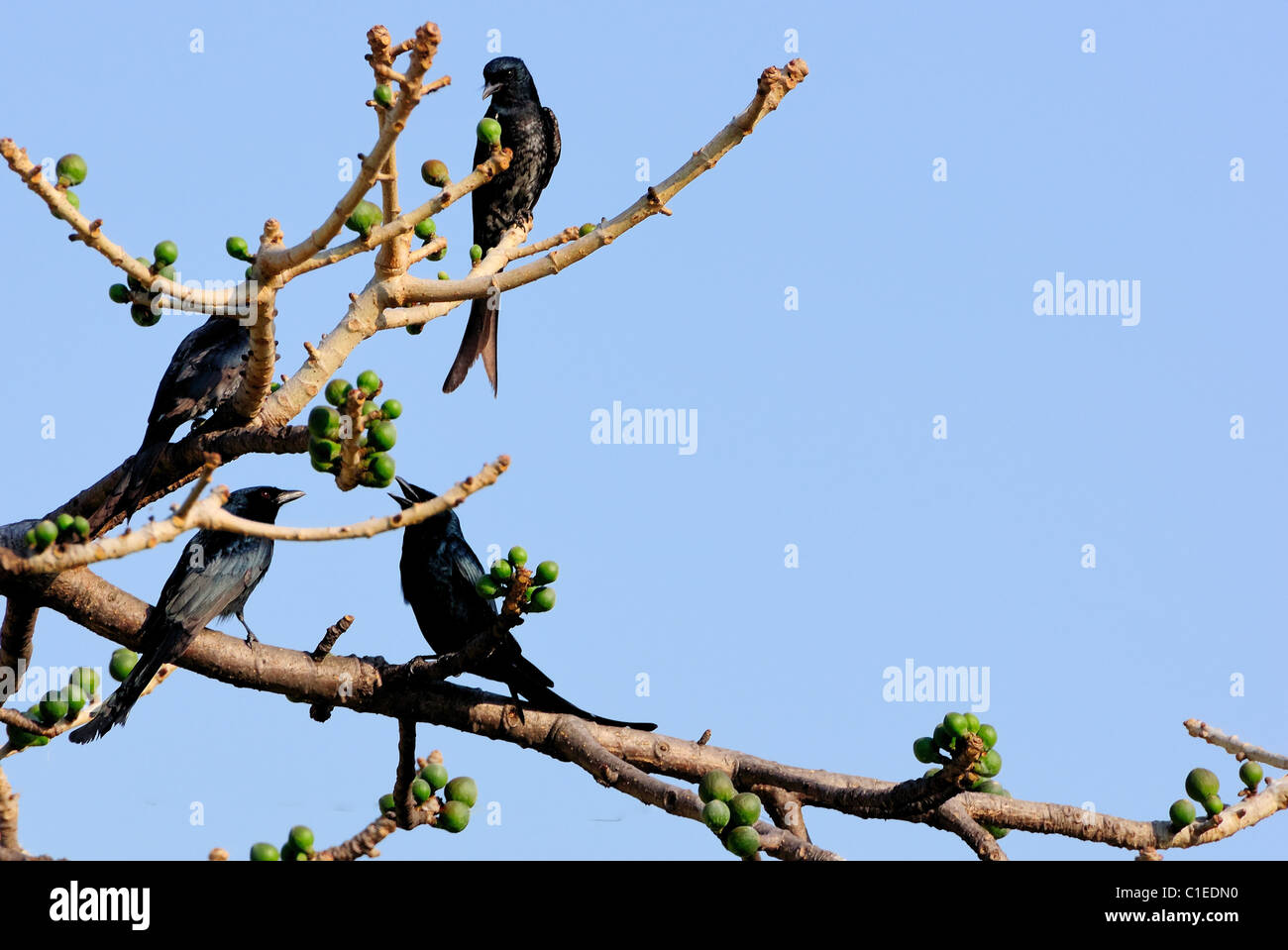 A flock of Black Drongo birds perched on branches of a tree and ...