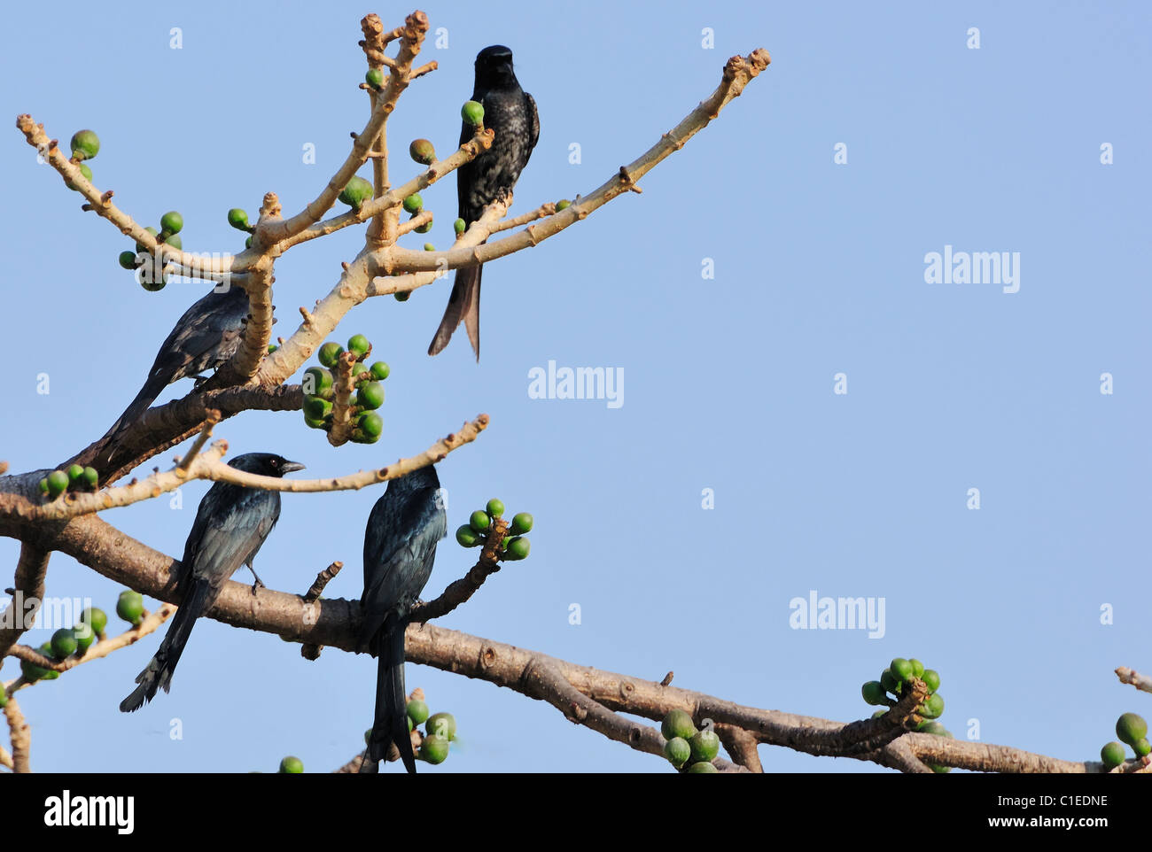 Social creatures hi-res stock photography and images - Alamy