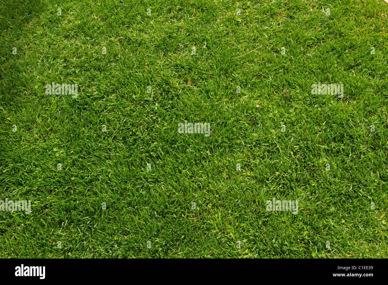 grass lawn green landscape turf sod garden yard grow fresh soft plant ...