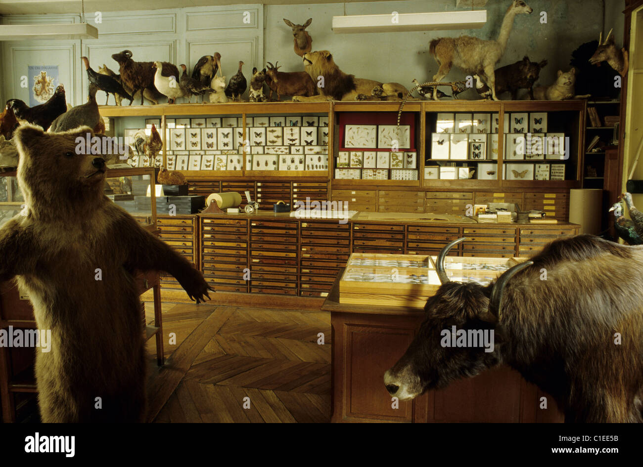 France, Paris, Maison Deyrolle (taxidermist) in Rue du bac Stock Photo ...