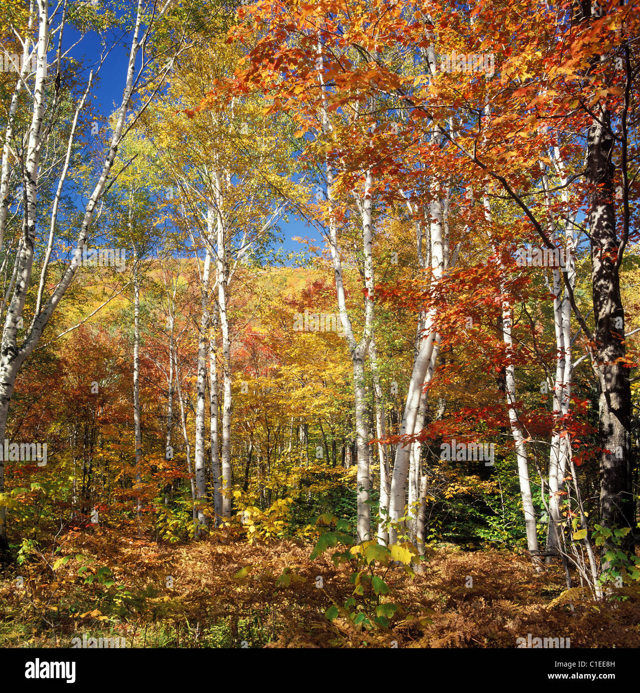 United States, New England, birch forest Stock Photo - Alamy