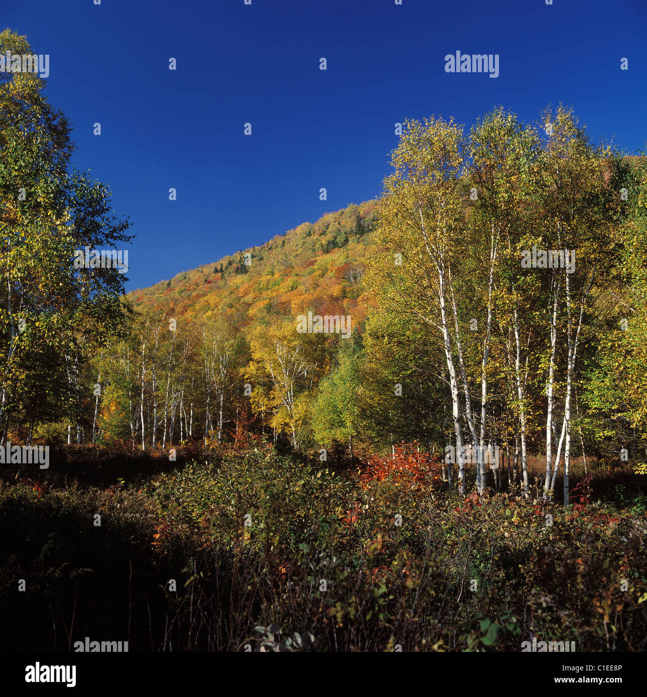 United States, New England, forest Stock Photo - Alamy