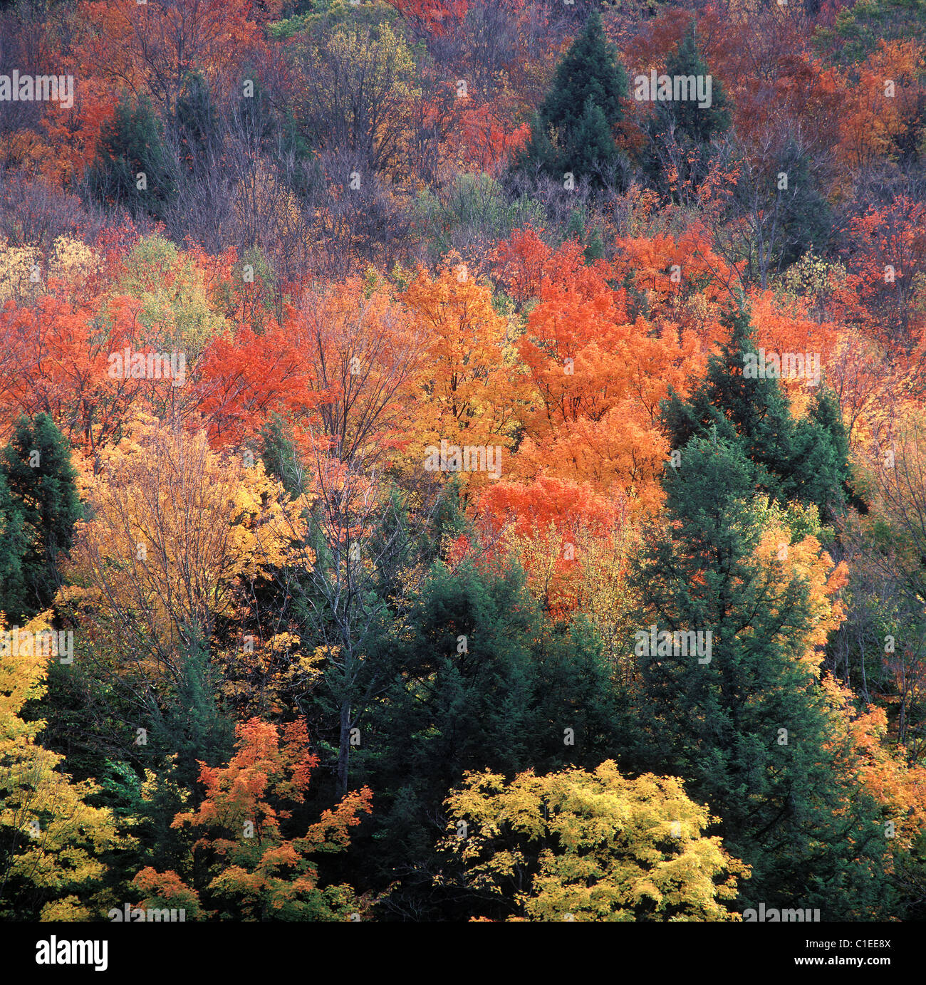 United States, New England, forest Stock Photo - Alamy