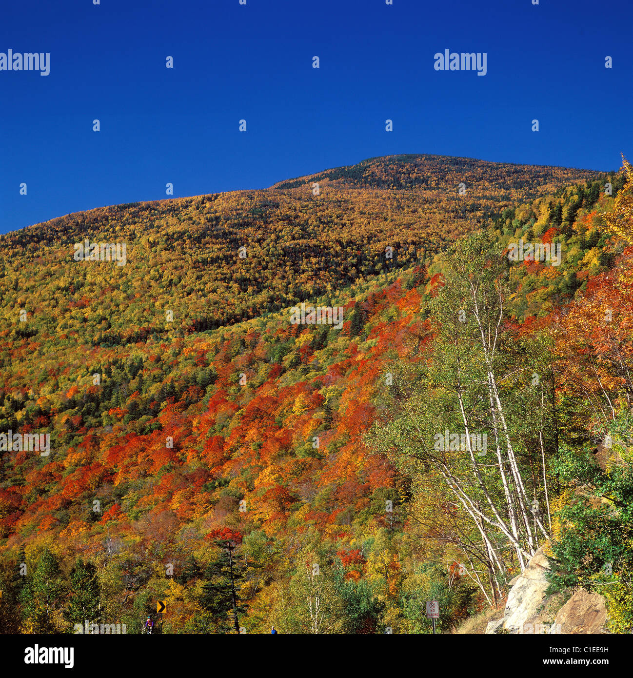 United States, New England, forest Stock Photo - Alamy