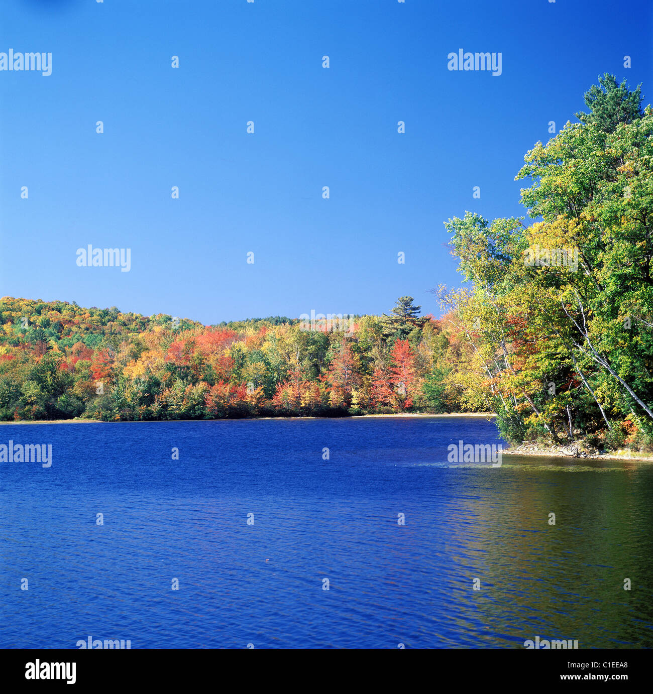 United States, New England, forest Stock Photo - Alamy