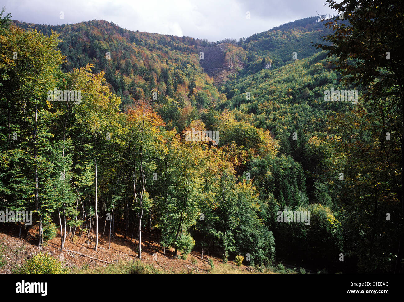 Slovakia forest hi-res stock photography and images - Alamy