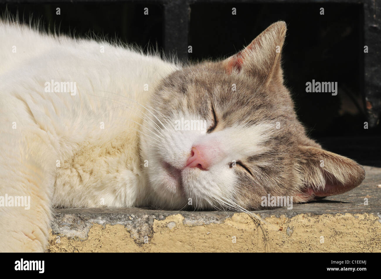 Cat at acropolis hi-res stock photography and images - Alamy