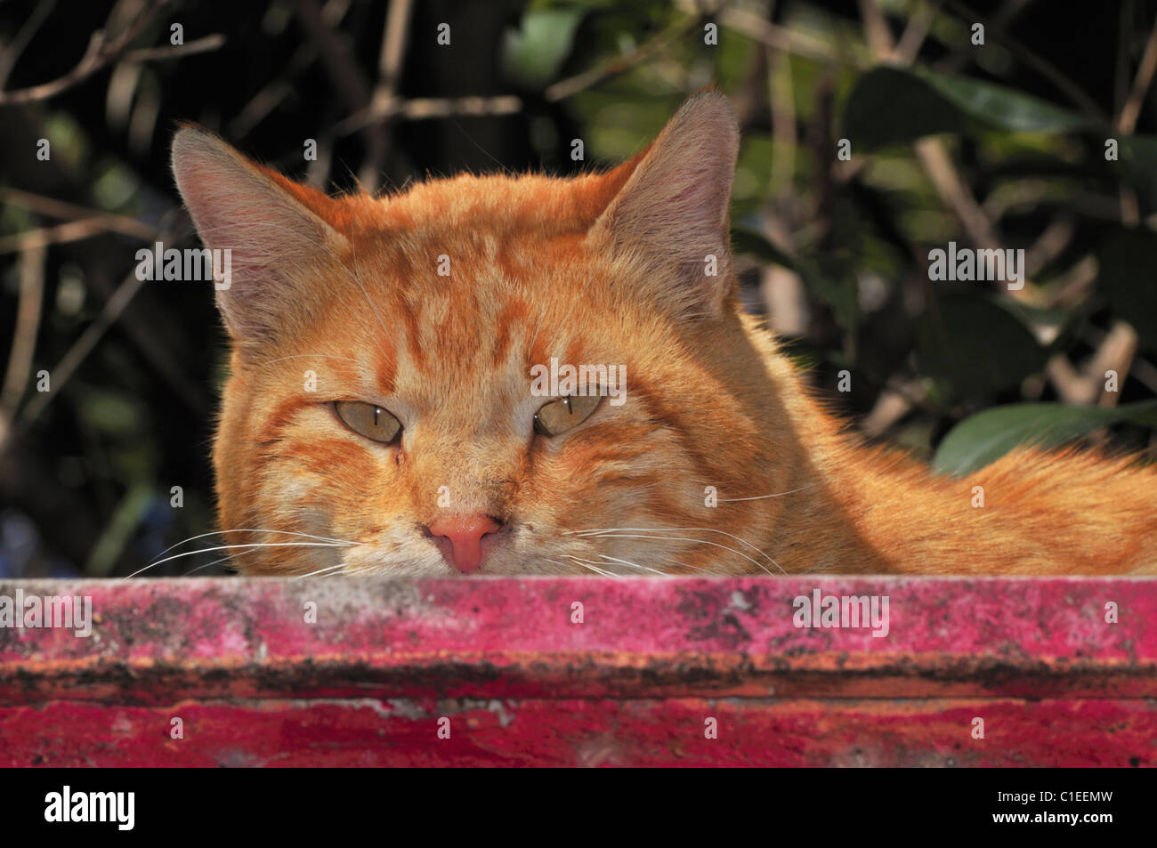 Cat at acropolis hi-res stock photography and images - Alamy
