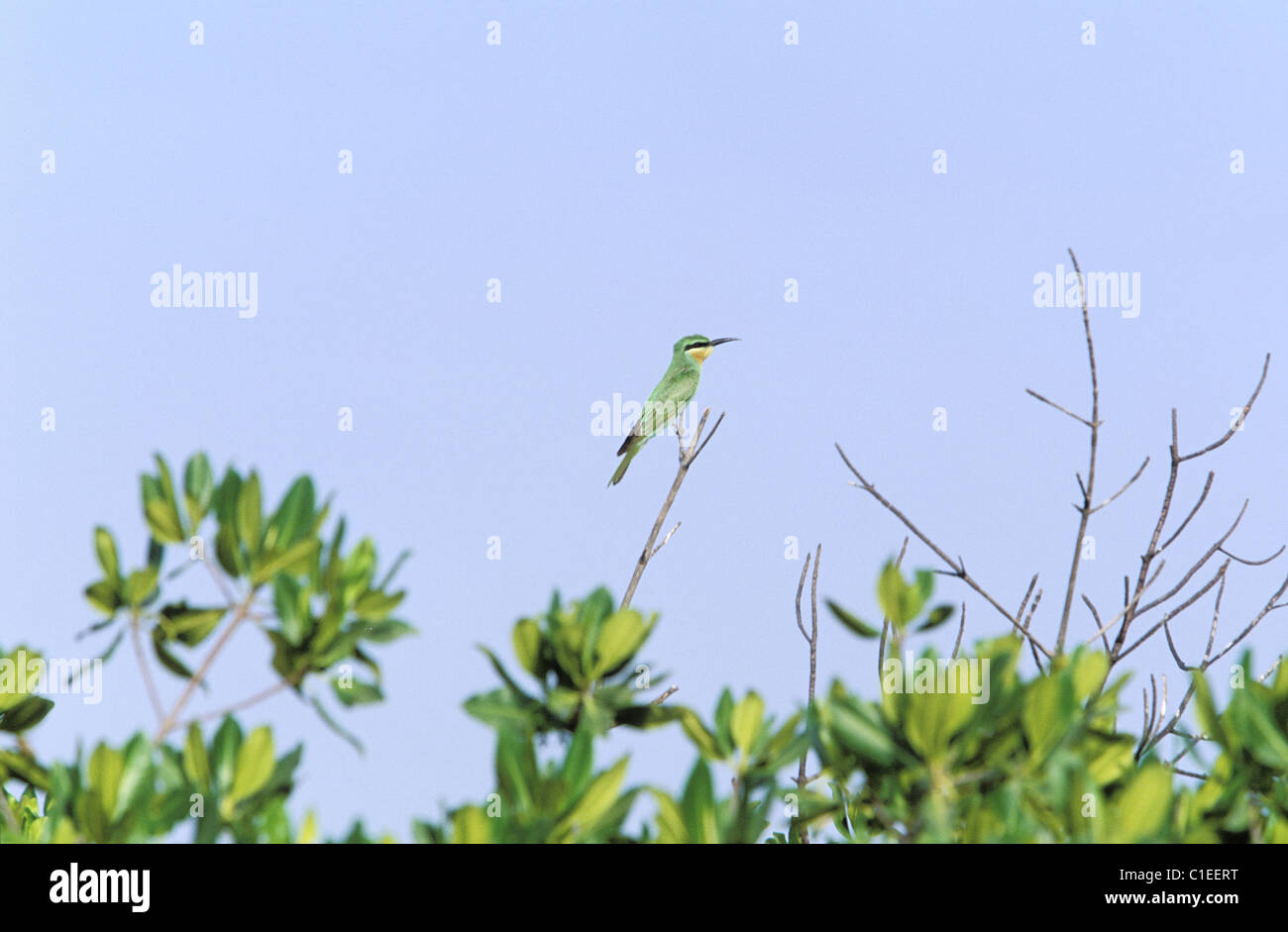 Senegal, Region of Sine Saloum, bird Stock Photo - Alamy