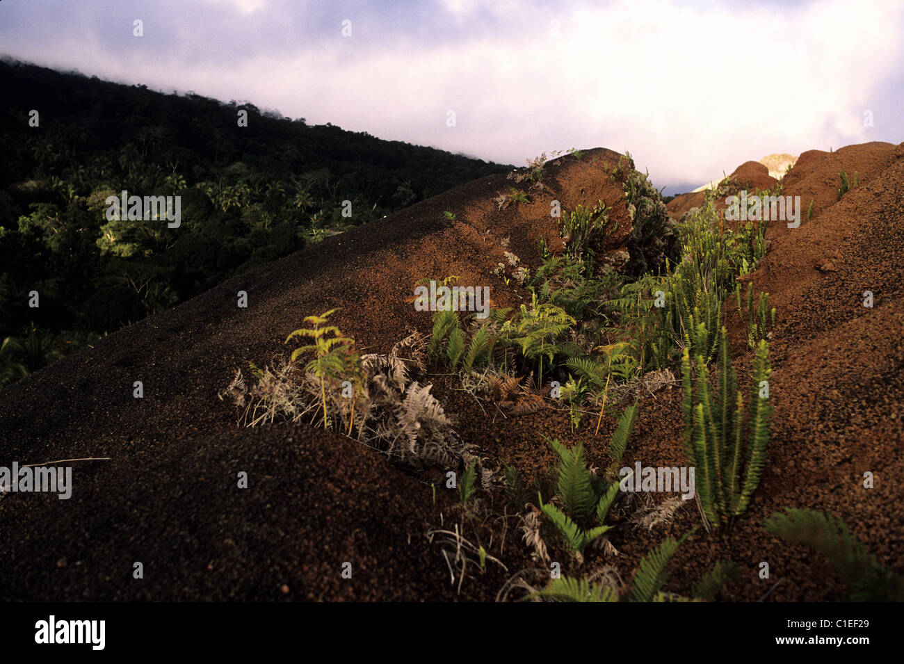 Singani hi-res stock photography and images - Alamy