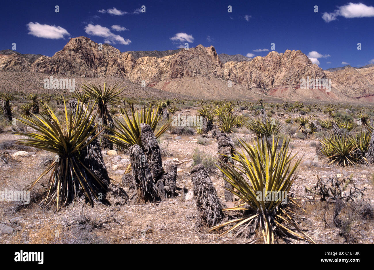 United States, Nevada, landscape, desert Stock Photo - Alamy