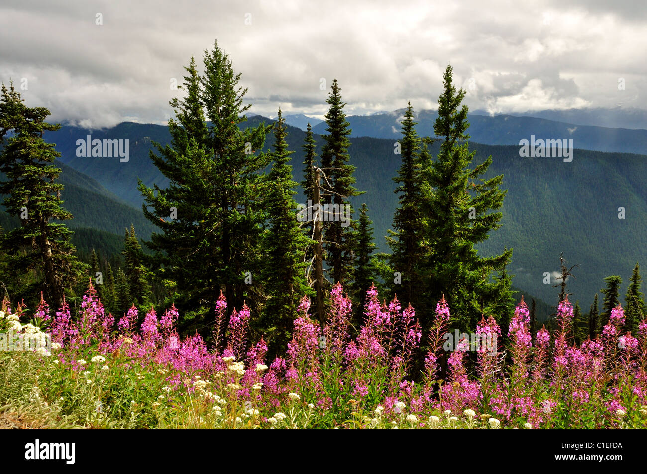 Wildflowers and pine trees at overlook near Hurricane Ridge, Washington ...
