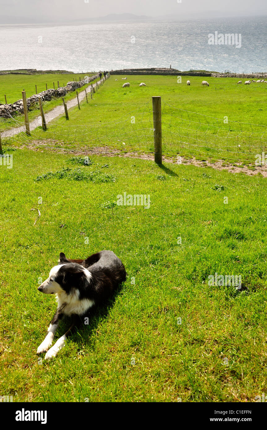 Sheep dog resting in a pasture Stock Photo - Alamy