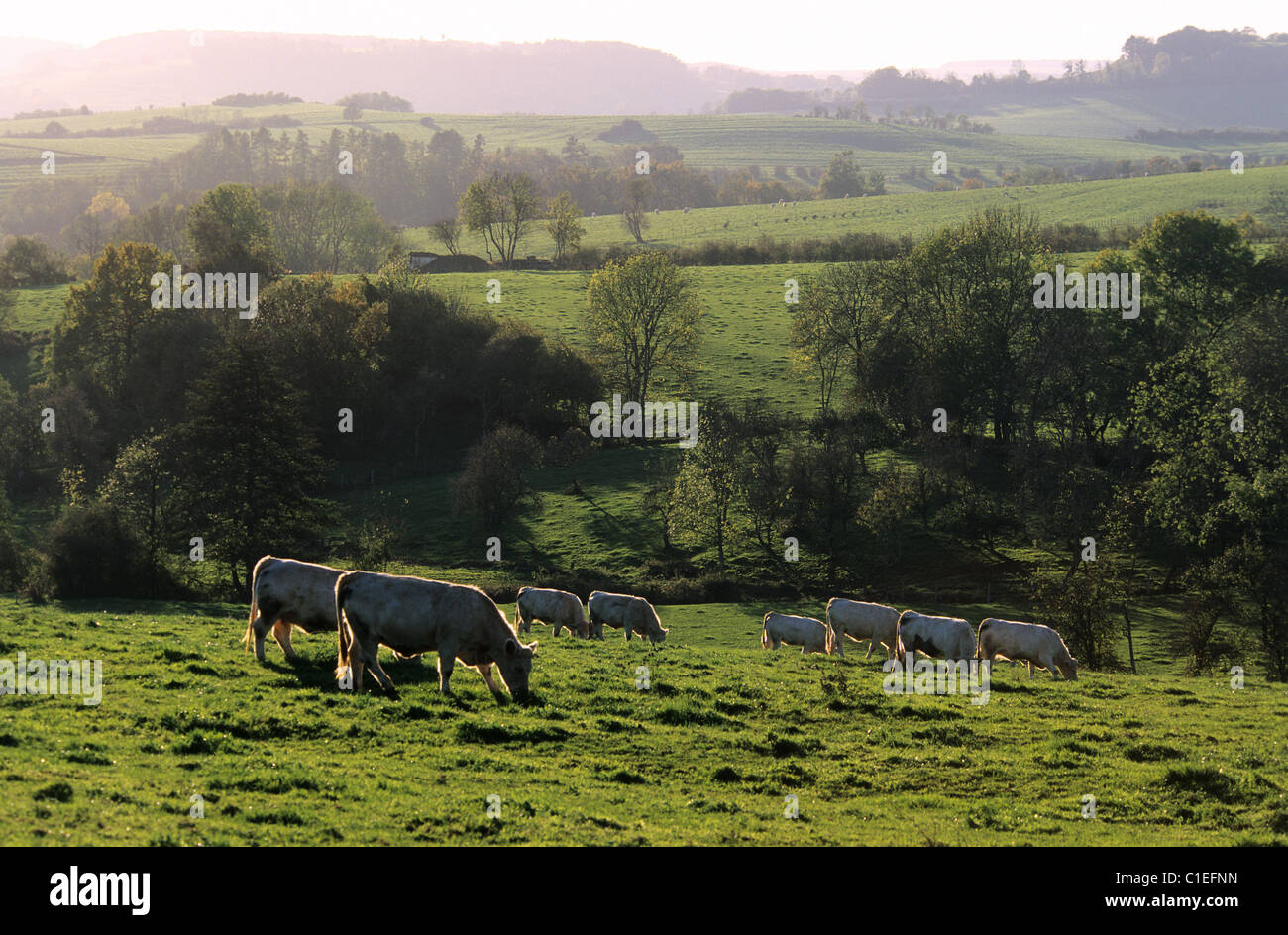 France, Haute Marne, cattle of cows in a field Stock Photo - Alamy