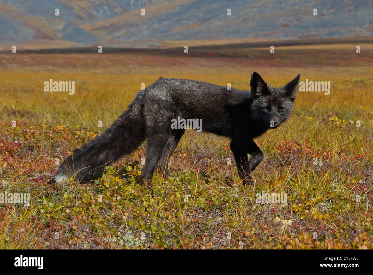 Red arctic fox hi-res stock photography and images - Alamy