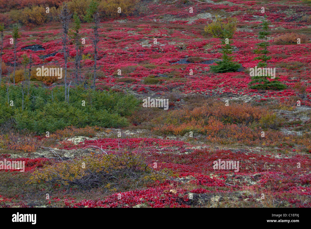 Fall tundra hi-res stock photography and images - Alamy
