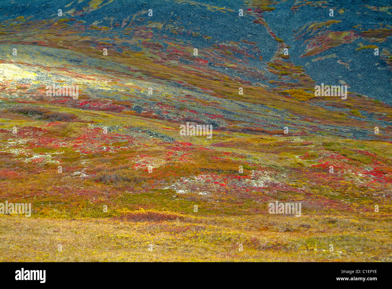 Tundra colors hi-res stock photography and images - Alamy