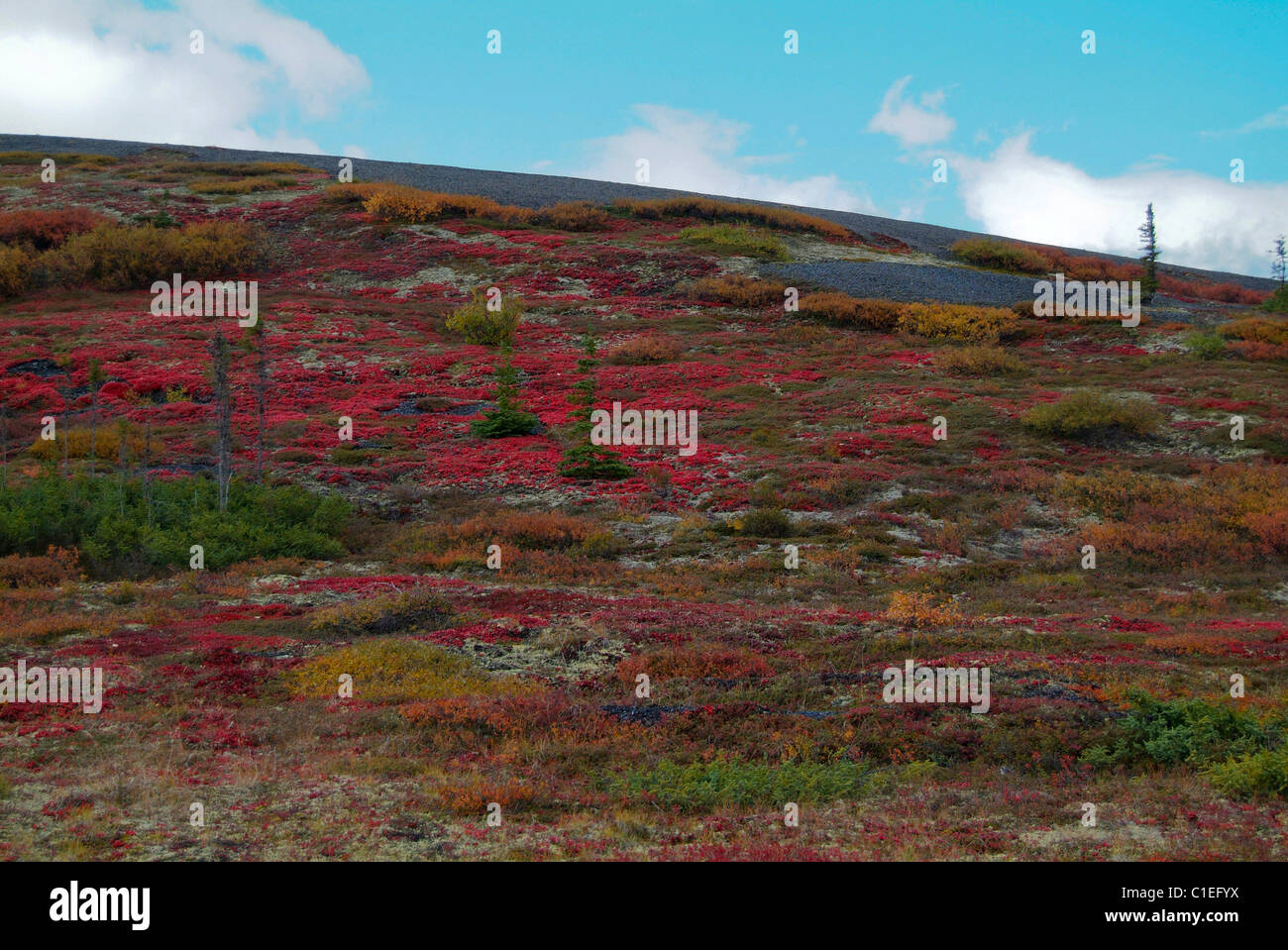 Arctic Fall Colours High Resolution Stock Photography and Images - Alamy