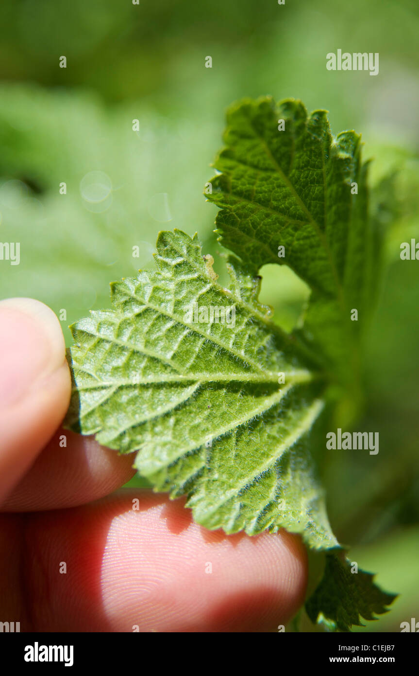 Currant worm hi-res stock photography and images - Alamy