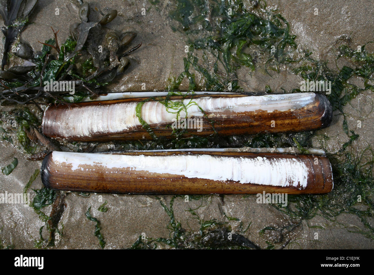 Siliqua hi-res stock photography and images - Alamy