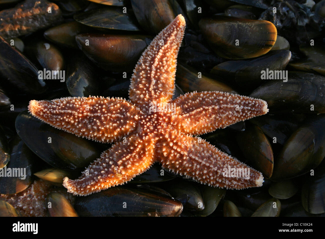 Common Starfish Asterias rubens On A Bed Of Mussels Caught During ...