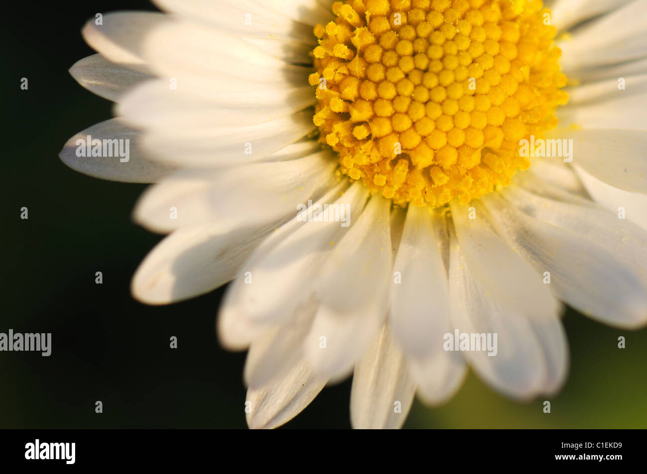 Close up of a common daisy flower head Stock Photo - Alamy