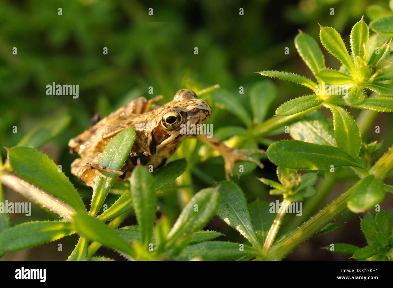 Life cycle of frogs hi-res stock photography and images - Alamy