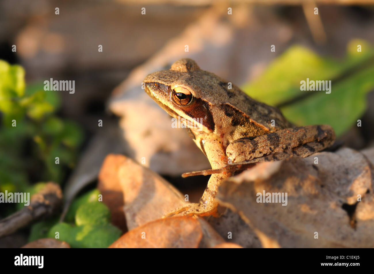 Wild frogs searching for food Stock Photo - Alamy