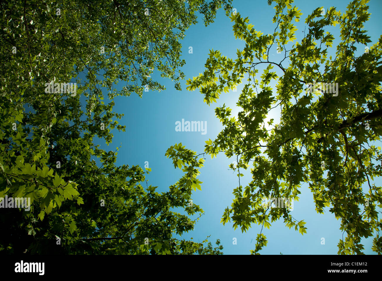 green tree leaves and sun Stock Photo - Alamy