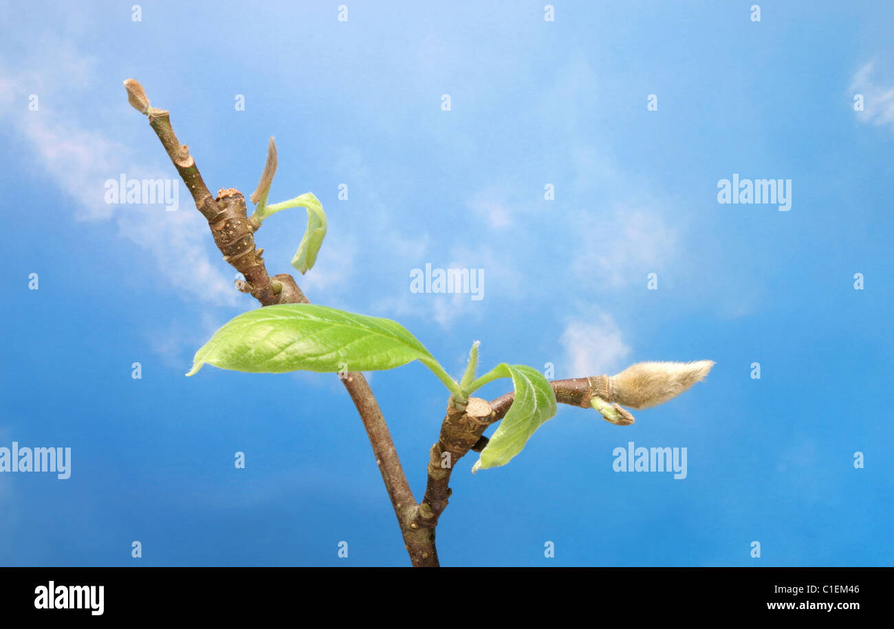 Budding tree branch against blue sky Stock Photo - Alamy