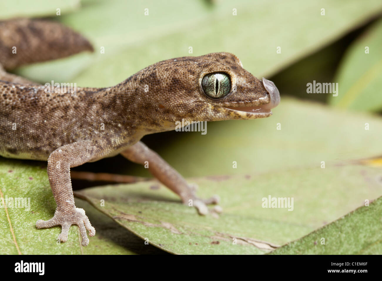 Tessellated gecko, Diplodactylus tessellatus, Australia, licking nose ...