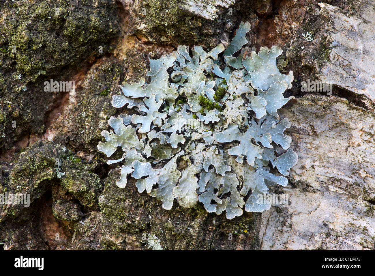 Shield lichen, Parmelia sulcata, growing on birch, Sheffield, South ...