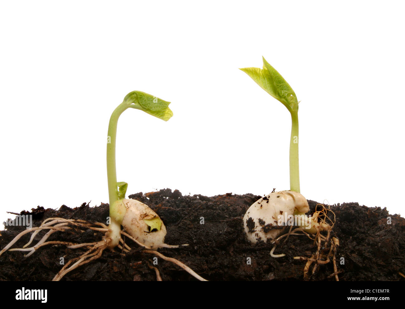 Germination Of Seeds