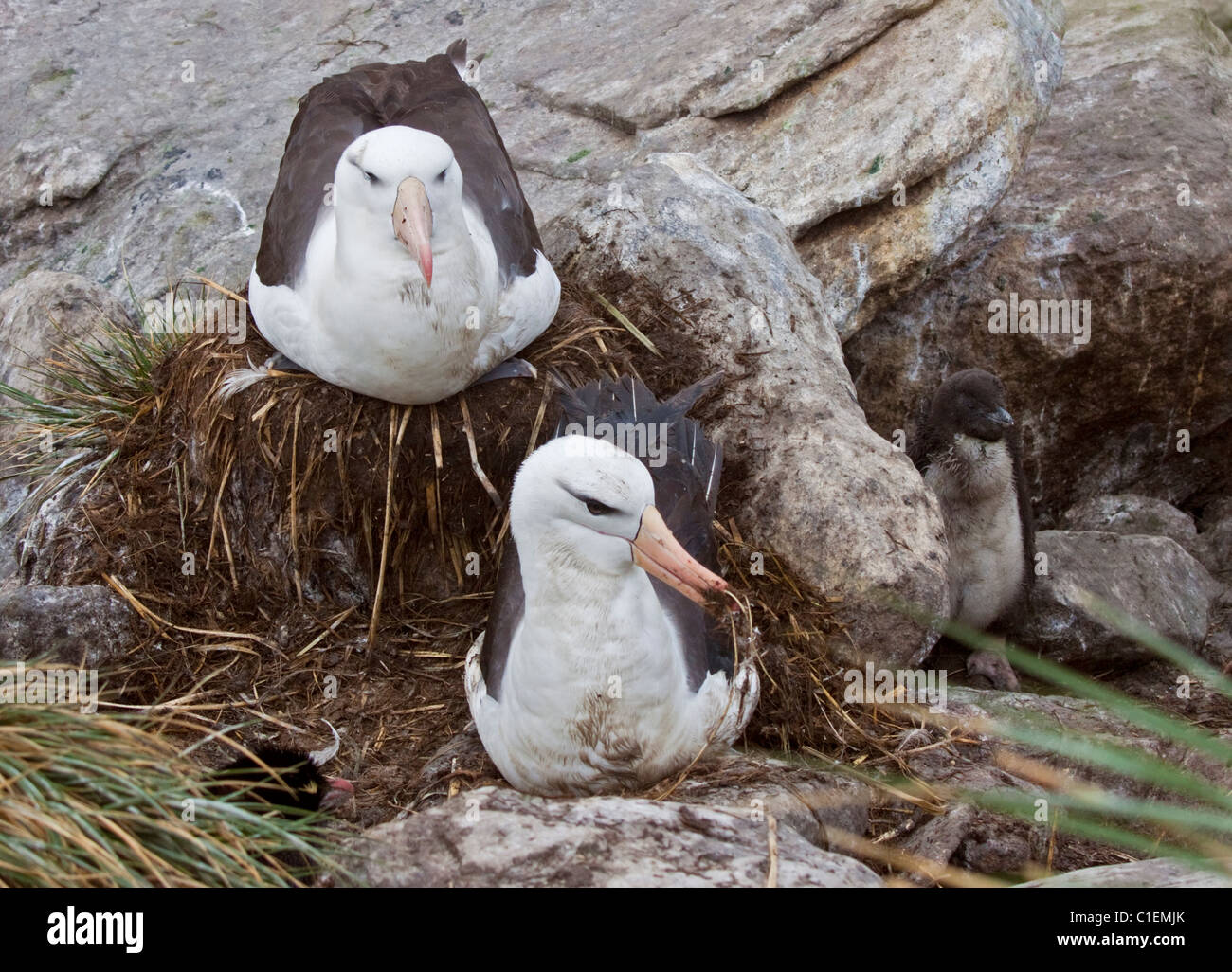 Albatross building nest hi-res stock photography and images - Alamy