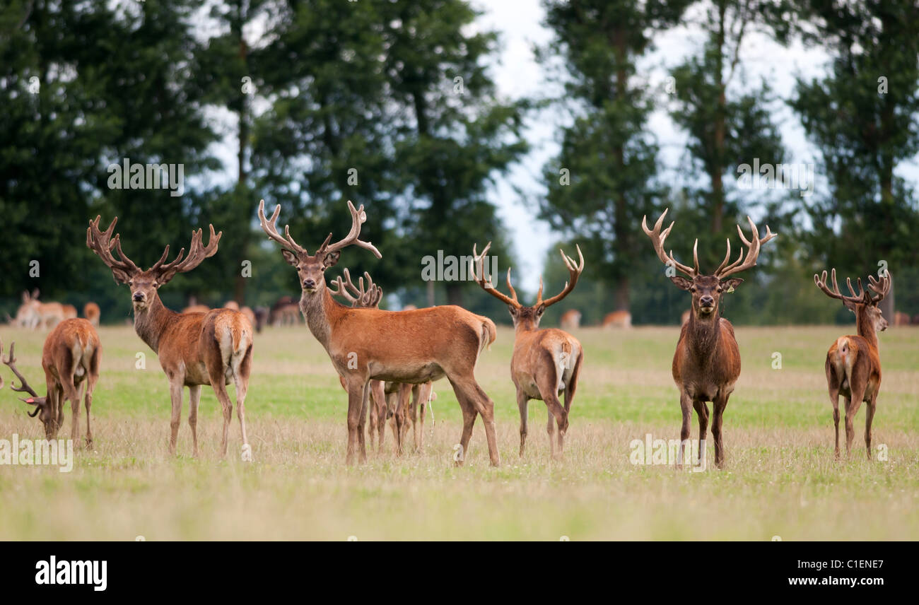 Herd of buck hi-res stock photography and images - Alamy