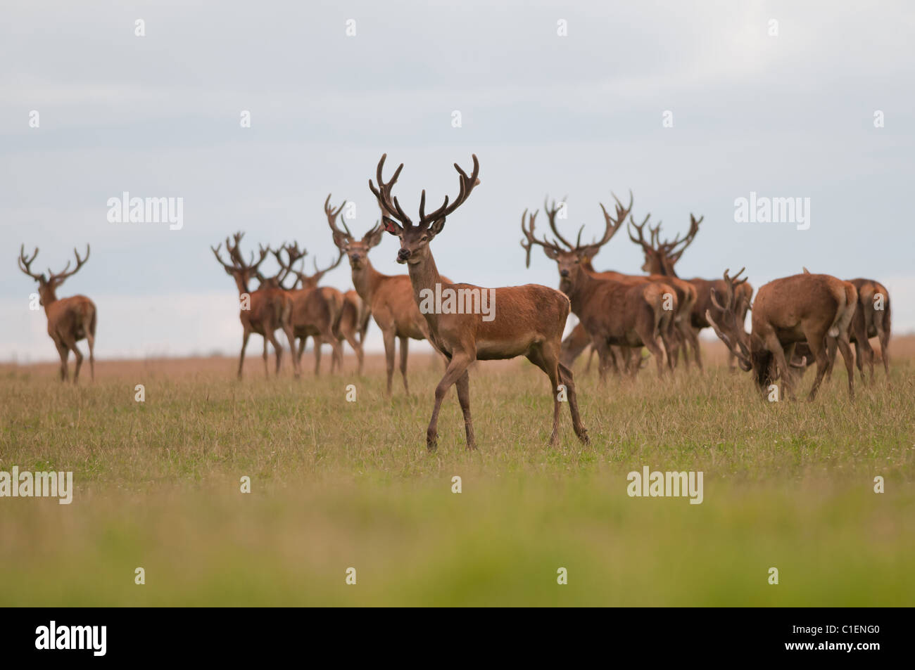 Herd of deer Stock Photo - Alamy