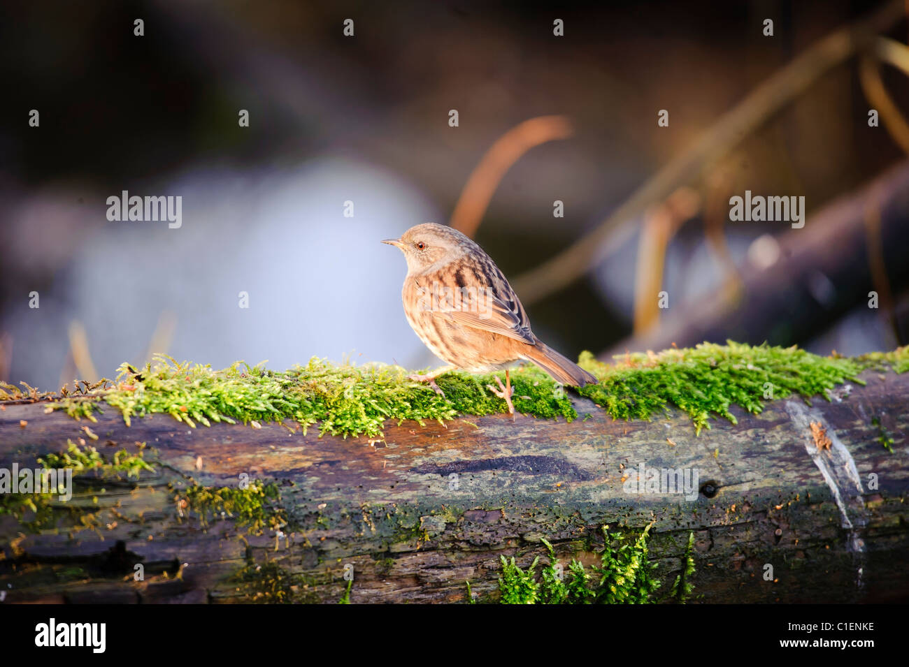British bird dunnock hi-res stock photography and images - Alamy